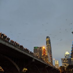 BATS UNDER THE CONGRESS AVENUE BRIDGE - 717 Photos & 499 Reviews - 100 ...