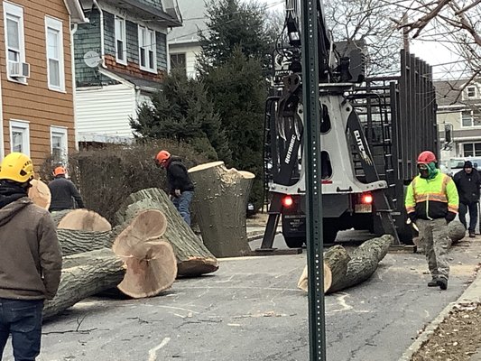 JERSEY TREE CARE - Updated February 2025 - 159 Photos & 96 Reviews ...