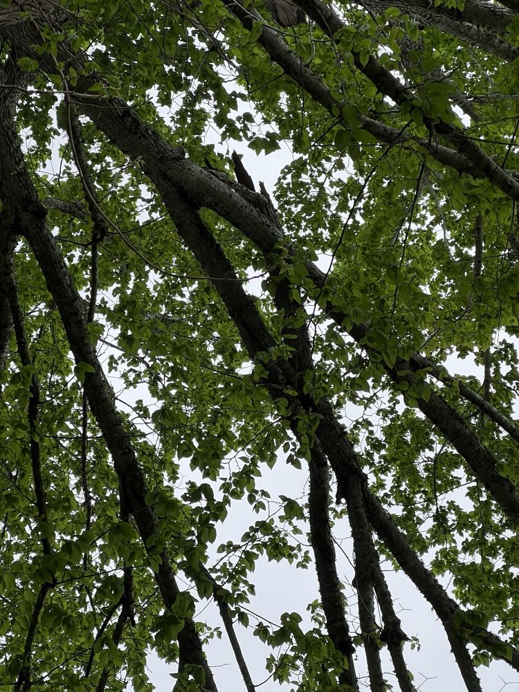 TEXAS TREE LEGENDS - Updated December 2025 - 10 Photos - 17717 County ...