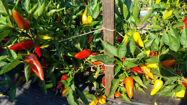 JOHNSON U-PICK FARM - 69 Photos & 12 Reviews - 113 Higgins Ave, Gridley, California - Pick Your ...