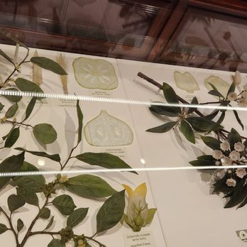 HARVARD MUSEUM OF NATURAL HISTORY - Updated December 2025 - 899 Photos ...