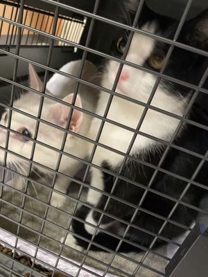 OREGON HUMANE SOCIETY - Updated December 2025 - 144 Photos & 245 ...