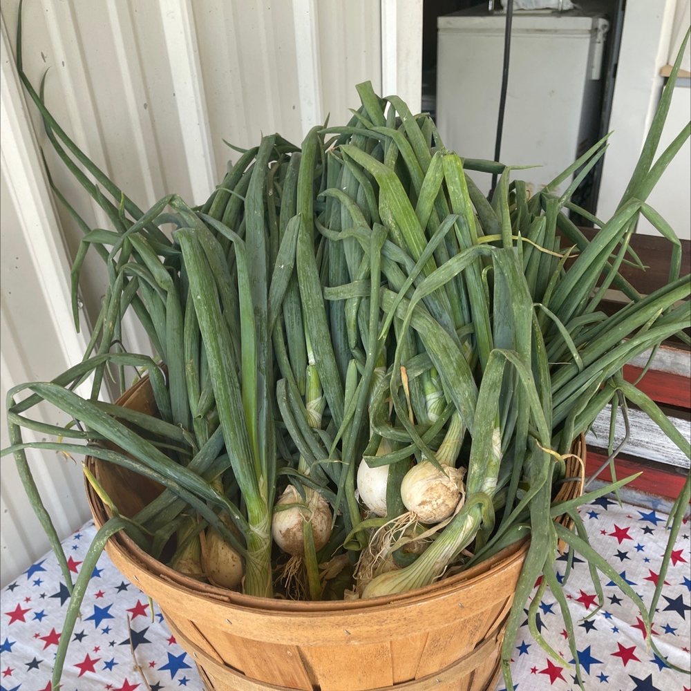 PENDLETON FARMS - Updated December 2025 - 13201 E Orell Rd, Louisville ...