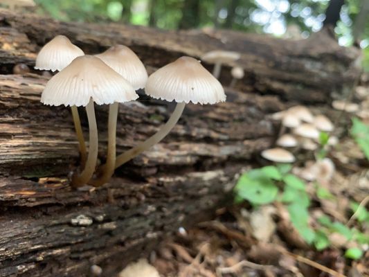 R GARLAND DODD PARK AT POINT OF ROCKS - Updated October 2024 - 77 ...