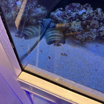 THE FISH ROOM - Updated December 2025 - 23 Photos & 40 Reviews - 5205 ...