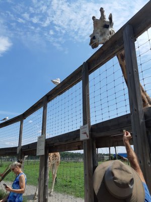 Elmvale Jungle Zoo - 12 Photos - Zoos - 14191 Simcoe County Road 27 ...