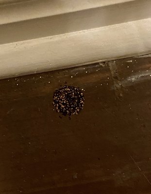 SMART PEST CONTROL - Updated January 2025 - 33 Photos & 23 Reviews ...