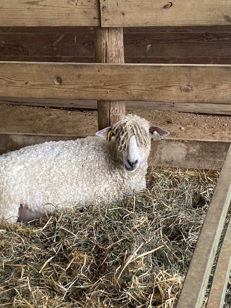MARYLAND SHEEP & WOOL FESTIVAL - Updated October 2025 - 16 Photos & 16 Reviews - 2210 ...
