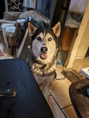 HIGH DESERT ANIMAL CARE HOSPITAL - Updated January 2026 - 47 Photos ...