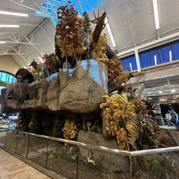 SCHEELS - 478 Photos & 64 Reviews - 3199 W Chandler Blvd, Chandler ...