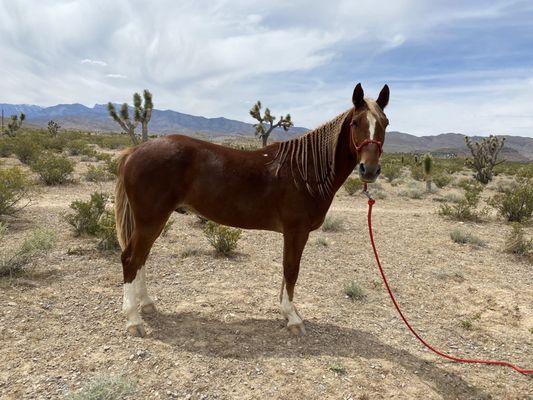 KYLE CANYON RANCH - Updated June 2024 - 82 Photos - 13820 Kyle Canyon ...
