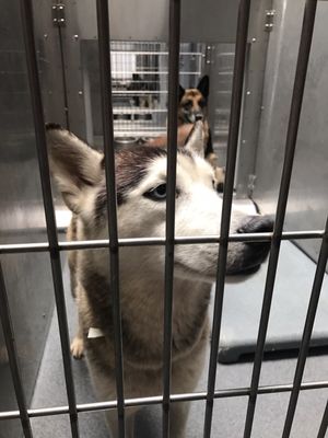 SOUTHEAST AREA ANIMAL CONTROL AUTHORITY - 165 Photos & 341 Reviews ...