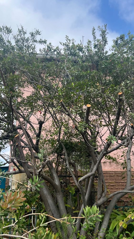 HOMESTEAD TREE SERVICE - Updated July 2025 - 21 Photos & 27 Reviews ...