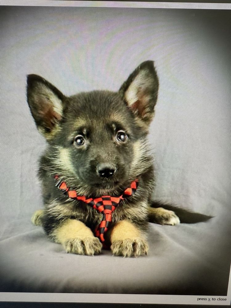BRIDGEPORT PUPPIES & KITTENS - Updated January 2026 - Request ...