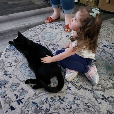 DALLAS CAT LADY - Updated December 2025 - 21 Photos & 36 Reviews ...