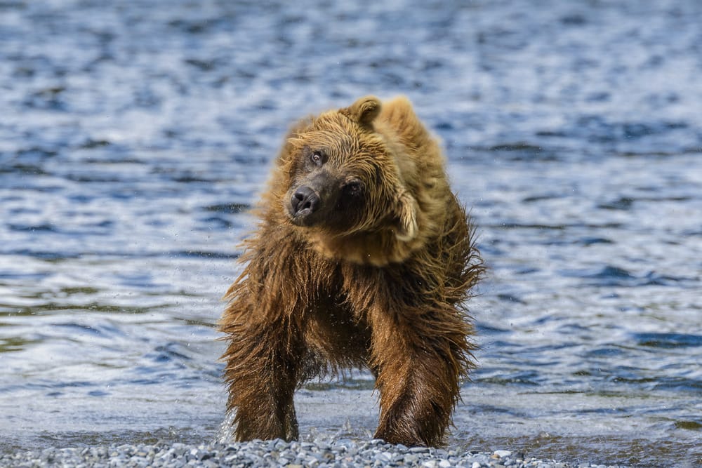 STEPHEN GORMAN - THE ART OF THE WILD - Updated April 2024 - 504 Hawk ...
