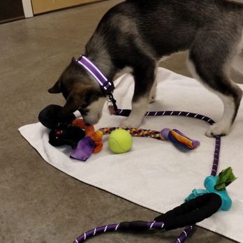 SEATTLE HUMANE - Updated December 2025 - 134 Photos & 222 Reviews ...
