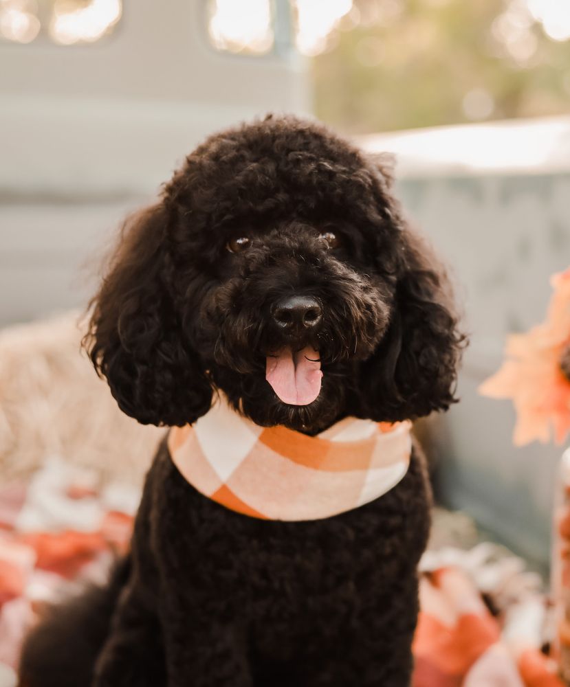 PUPKIN PATCH DOODLES - Request Information - Belleview, Florida - Pet ...