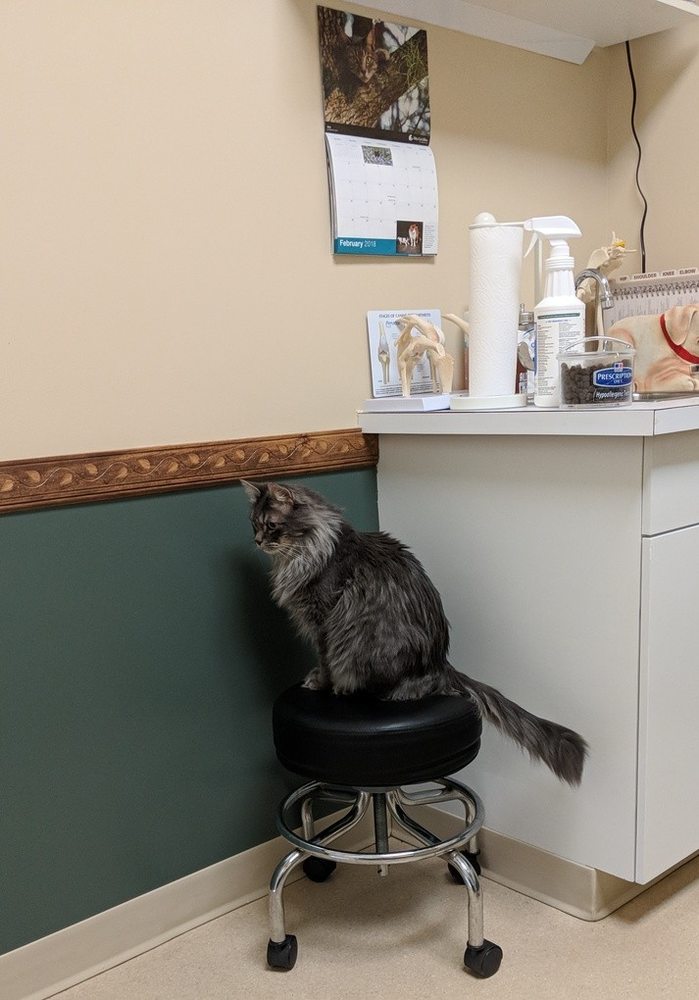 LATAH CREEK ANIMAL HOSPITAL - Updated July 2025 - 23 Reviews - 4302 S ...