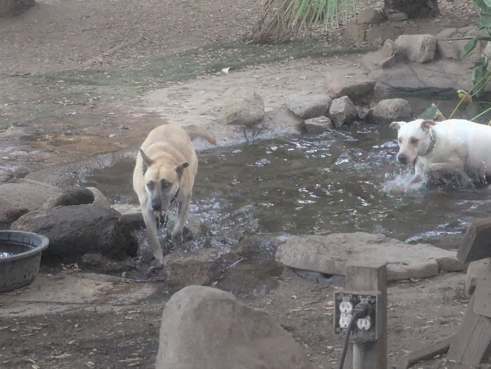 ALPINE DOG RANCH - Updated November 2025 - 19 Photos & 42 Reviews ...