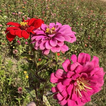 STUCKEY FARM ORCHARD AND CIDER MILL - Updated December 2025 - 195 ...