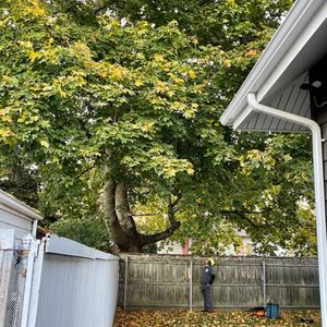NORTH EASTERN TREE SERVICE - Updated December 2025 - 29 Photos & 104 ...