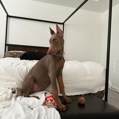 MICHAEL BUTCHKO, DVM - Updated December 2025 - 214 Photos & 541 Reviews ...