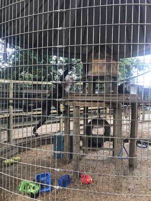 LURAY ZOO - Updated August 2025 - 103 Photos & 90 Reviews - 1087 US Hwy ...