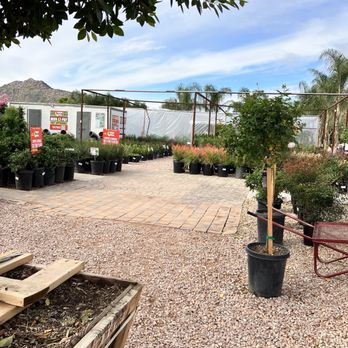 MOON VALLEY NURSERIES - QUEEN CREEK / SAN TAN VALLEY - Updated February 2025 - 47 Photos & 29 ...