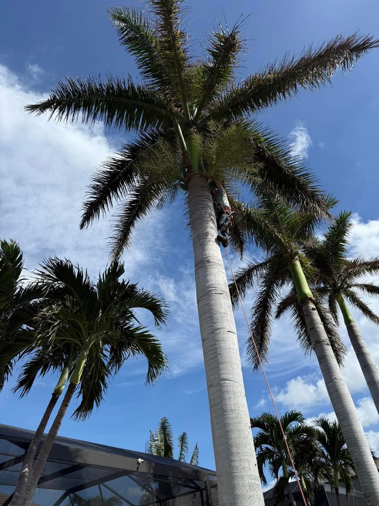 ANCHOR TREE EXPERTS - CLOSED - Updated March 2025 - Ormond Beach ...