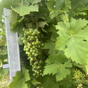 ARROWHEAD SPRING VINEYARDS - Updated December 2025 - 200 Photos & 66 ...