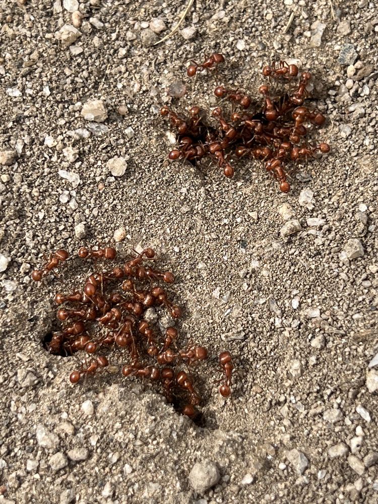 RAMONA PARKS & RECREATION ASSOCIATION - Updated July 2025 - 63 Photos ...