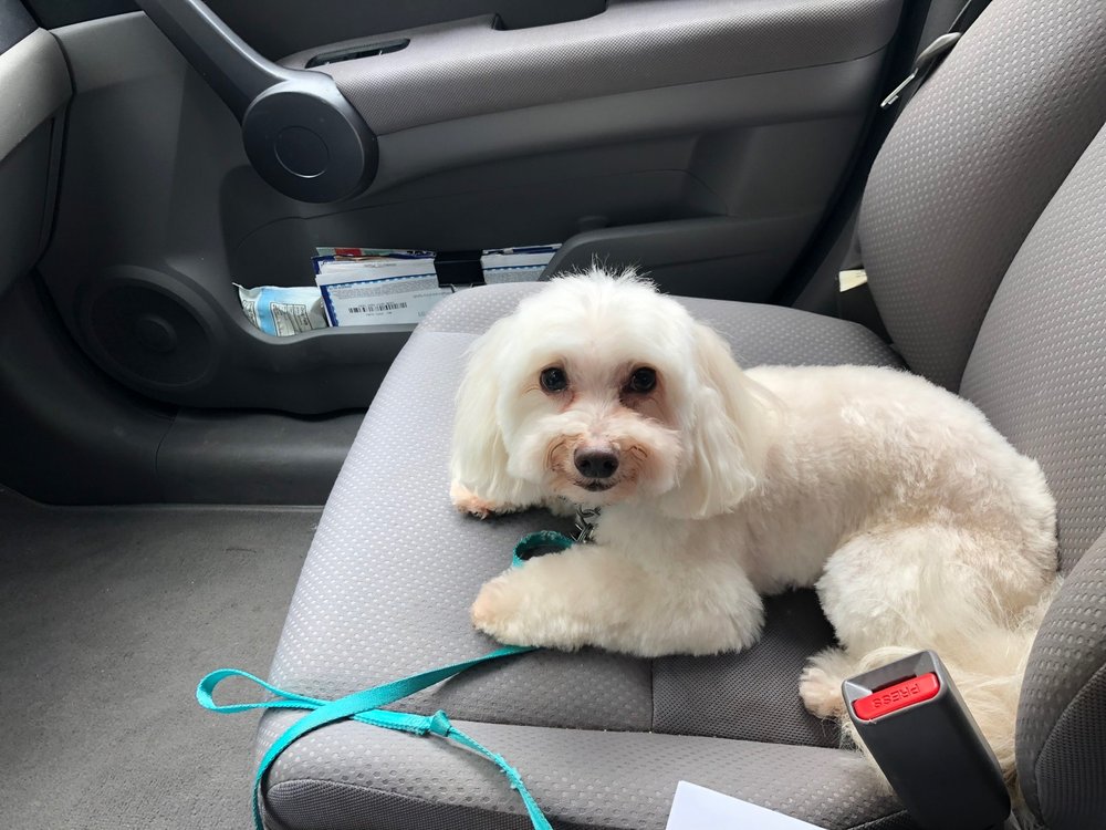 BARK DOG & SPA - Updated June 2026 - 13 Photos & 24 Reviews - 1850 Epps ...