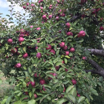 BOLTON SPRING FARM - Updated June 2024 - 66 Photos & 55 Reviews - 149 ...