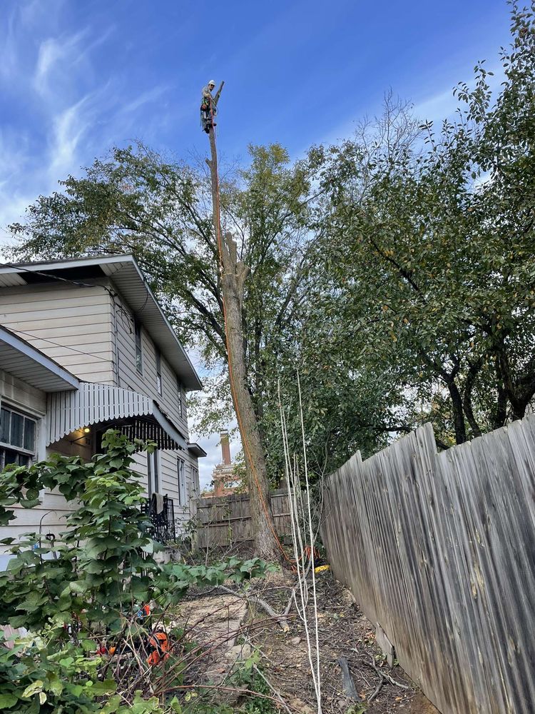 TOP NOTCH TREE - Updated June 2024 - Keewatin, Minnesota - Tree ...