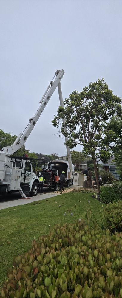 JLG TREE SERVICE - Updated September 2025 - 52 Photos & 13 Reviews ...