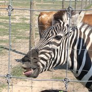 IT’S A ZOO LIFE - 103 Photos & 11 Reviews - 4313 Nc Hwy 42 ...