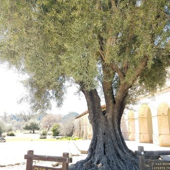 MISSION SAN ANTONIO DE PADUA - Updated February 2025 - 304 Photos & 58 ...