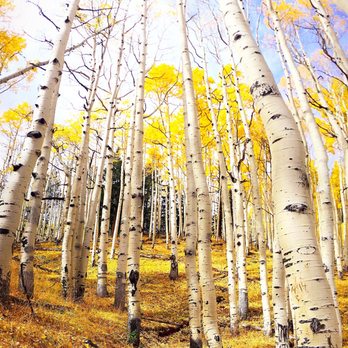 LOCKETT MEADOW - Updated October 2025 - 39 Photos - Flagstaff, Arizona ...