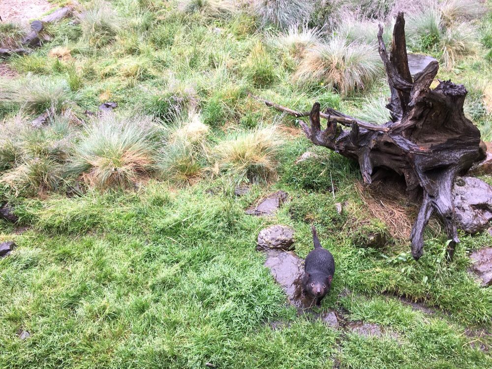 DEVILS AT CRADLE - 3950 Cradle Mountain Rd, Cradle Mountain Tasmania ...