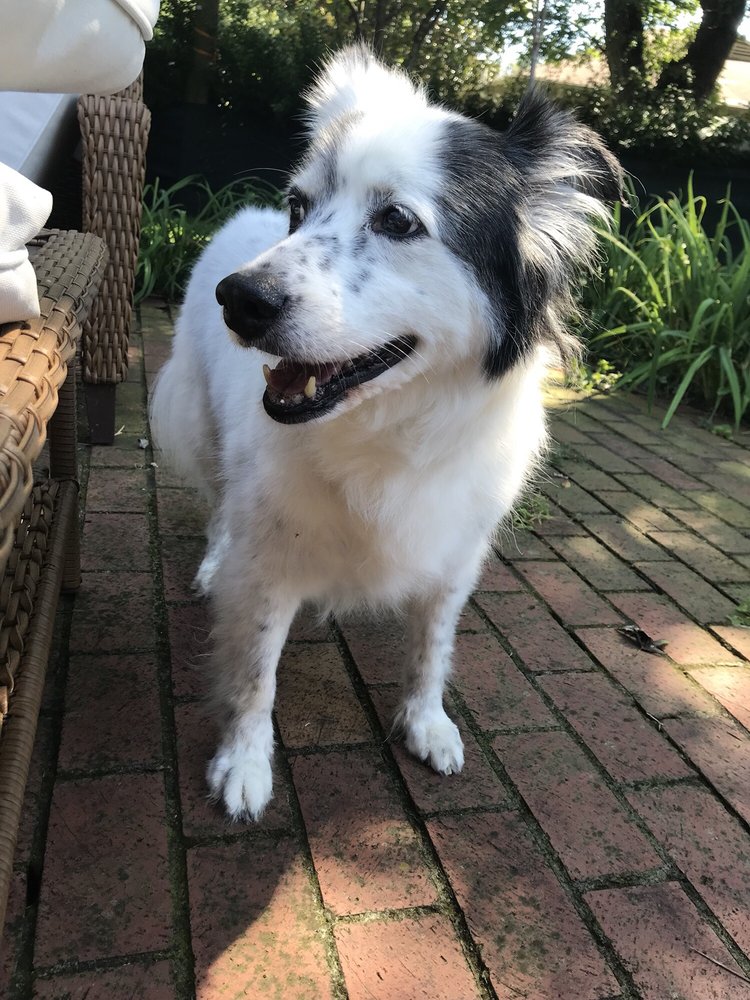 PRETTY PAWS - 13 Photos & 32 Reviews - Pet Groomers - 9301 Hurstbourne ...