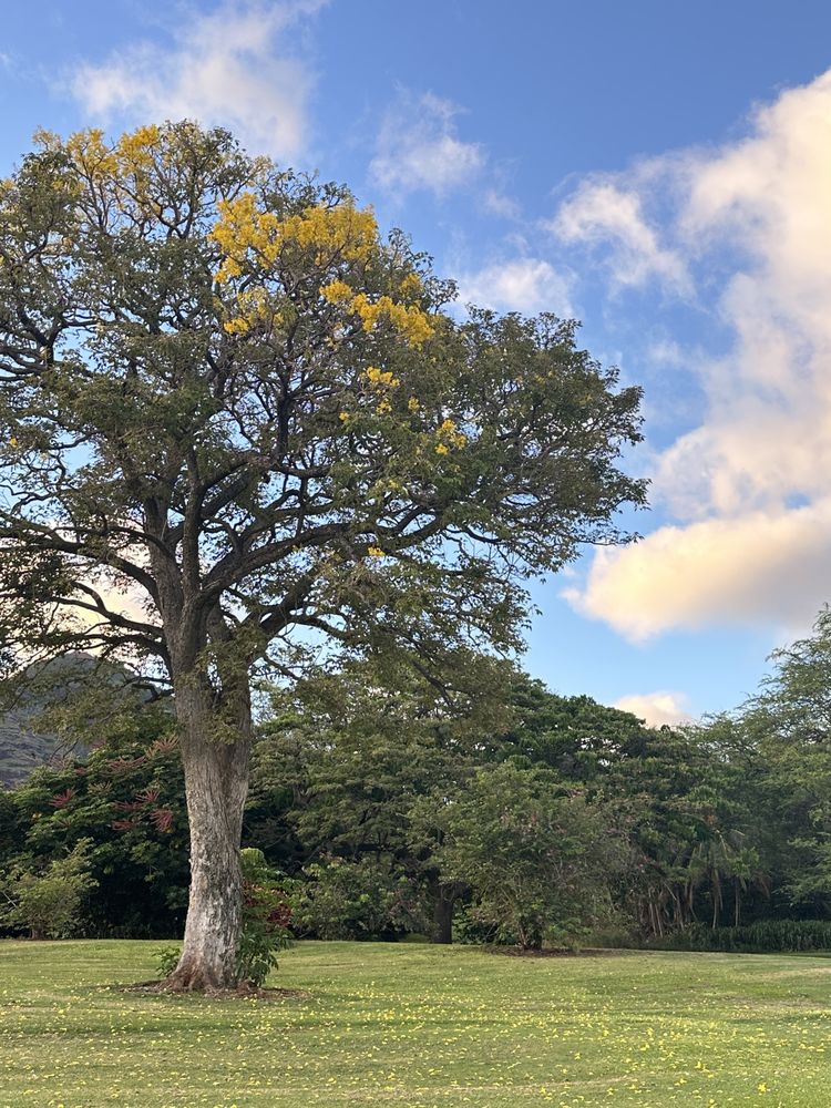 MAKAHA VALLEY COUNTRY CLUB - Updated September 2025 - 106 Photos & 26 ...