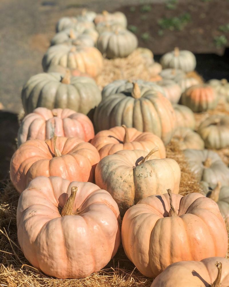 GAMBONINI FAMILY RANCH - Updated October 2024 - 12 Photos - 7149 Old ...