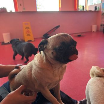 CUPPA PUG - Updated December 2024 - 39 Photos & 12 Reviews - 607 W 9th ...