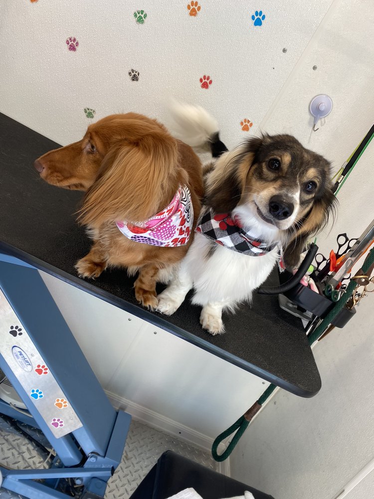 PAWSITIVE LOVE DOG GROOMING - 19 Photos - Miami, Florida - Pet Training ...