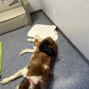 BUCKS COUNTY SPCA - Updated May 2025 - 10 Photos - 60 Reservoir Rd ...