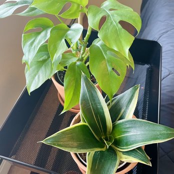 GREEN CONNECTION - Updated December 2025 - 14 Photos & 10 Reviews - 804 ...