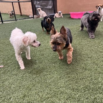 HAPPY DOG RESORT - Updated December 2024 - 110 Photos & 71 Reviews ...