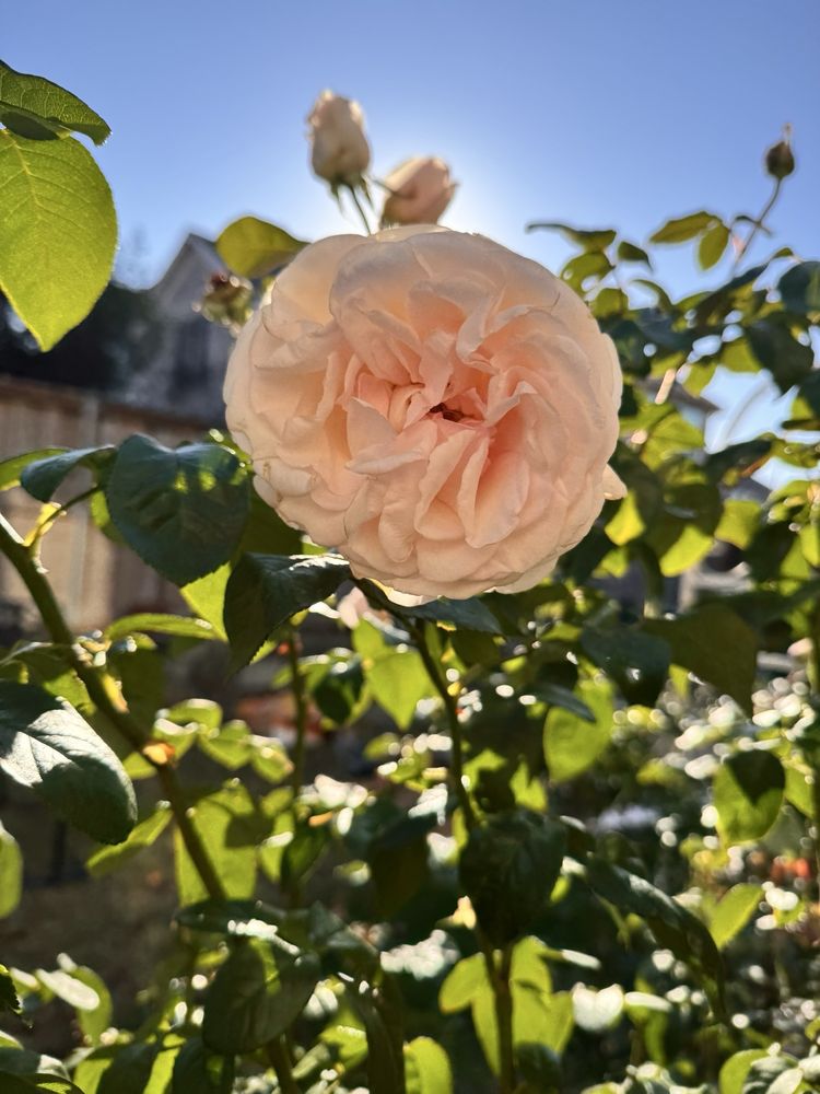 ONE LOVE ROSE AND GARDENS - Updated October 2025 - 18 Photos & 15 ...