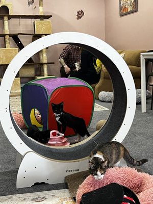 WHISKERS CAT CAFE - Updated May 2026 - 84 Photos - 1440 Snyder Ave ...